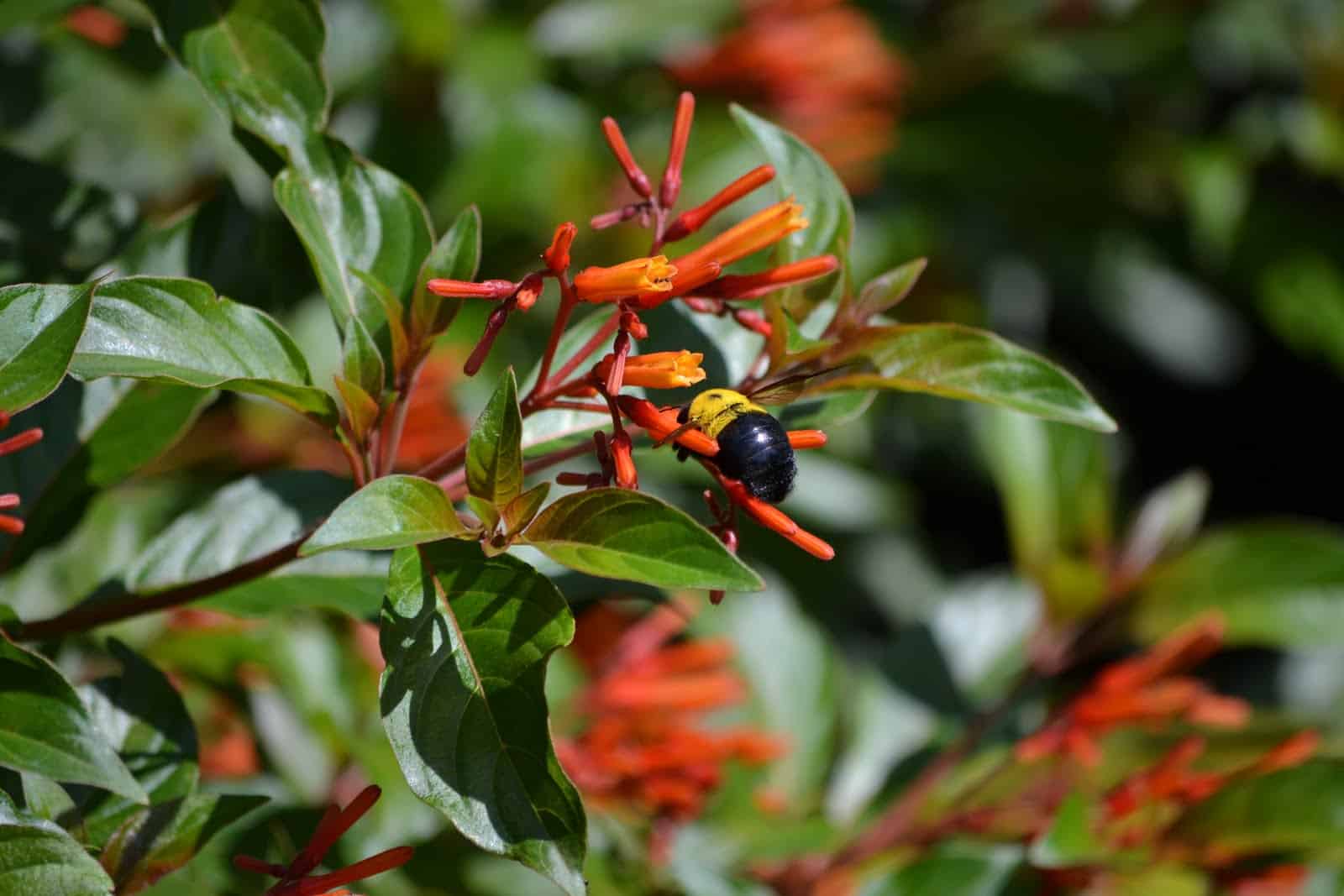 Insect Pollinator Infographic | WWF Climate Crowd