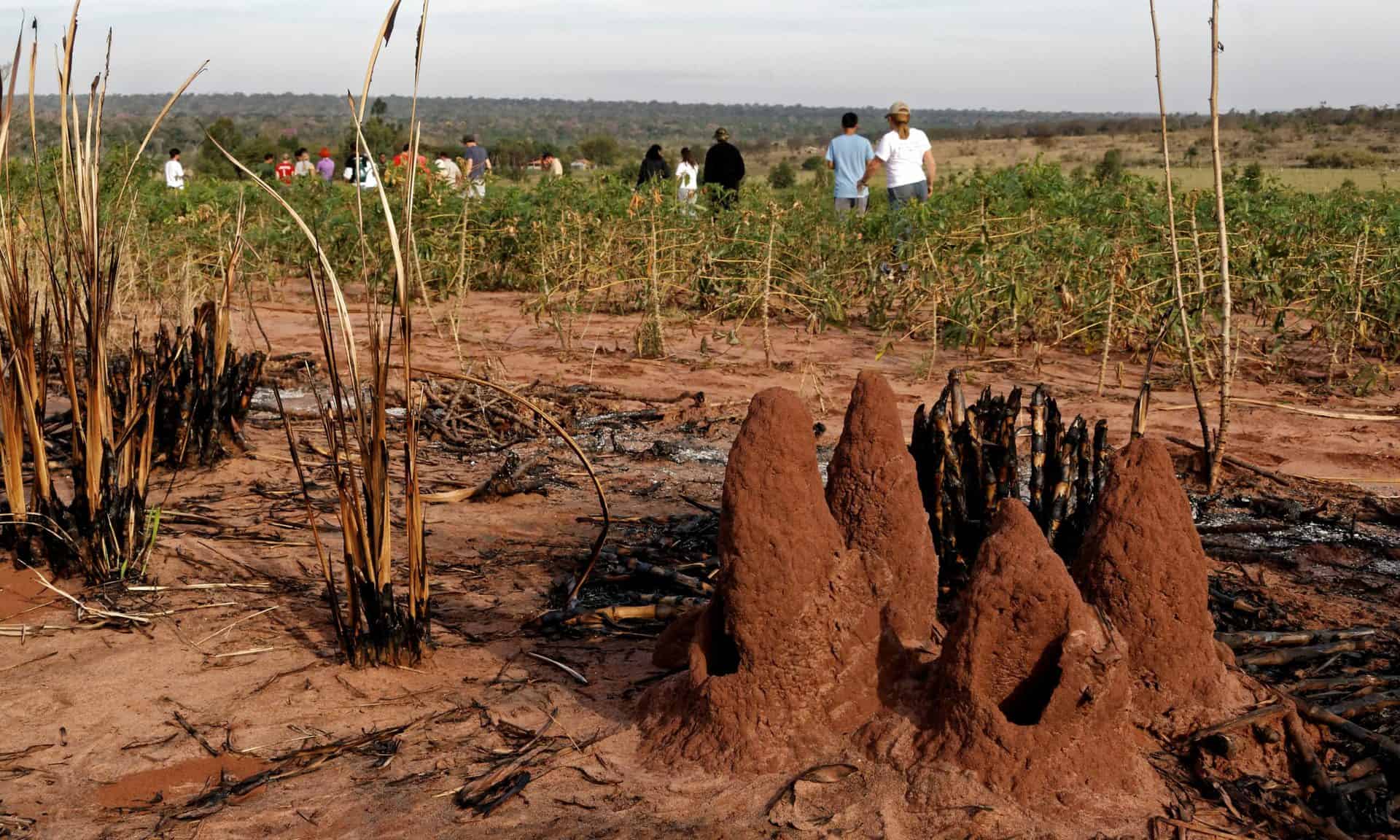 Wildfire Infographic | WWF Climate Crowd