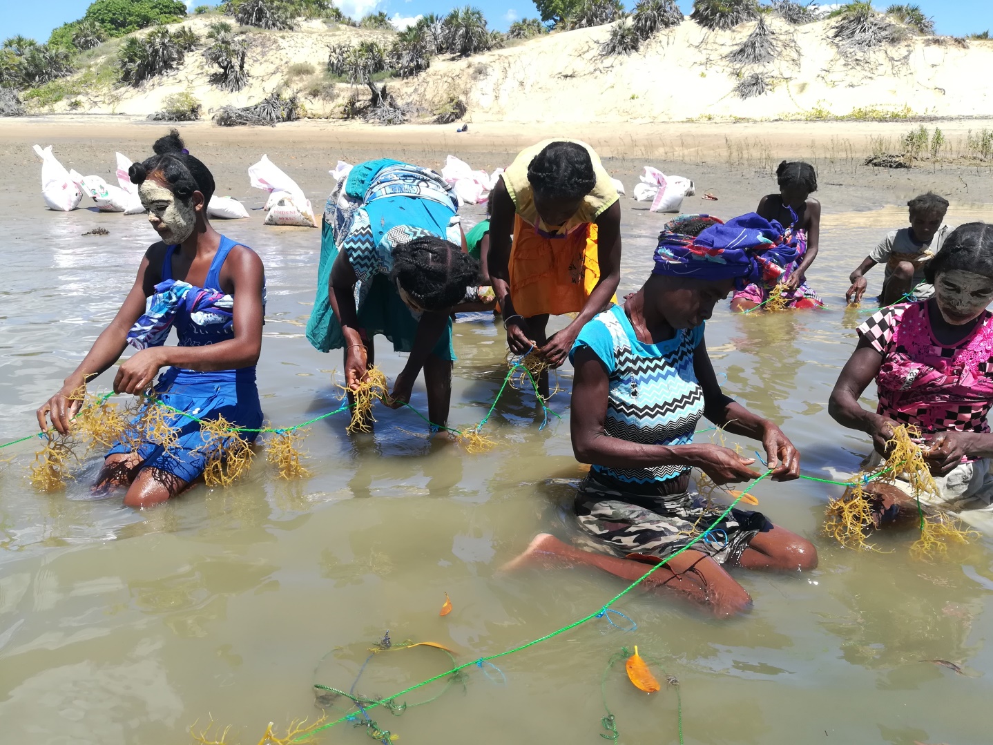 Seaweed Farming and Beekeeping for Livelihood Diversification | WWF ...