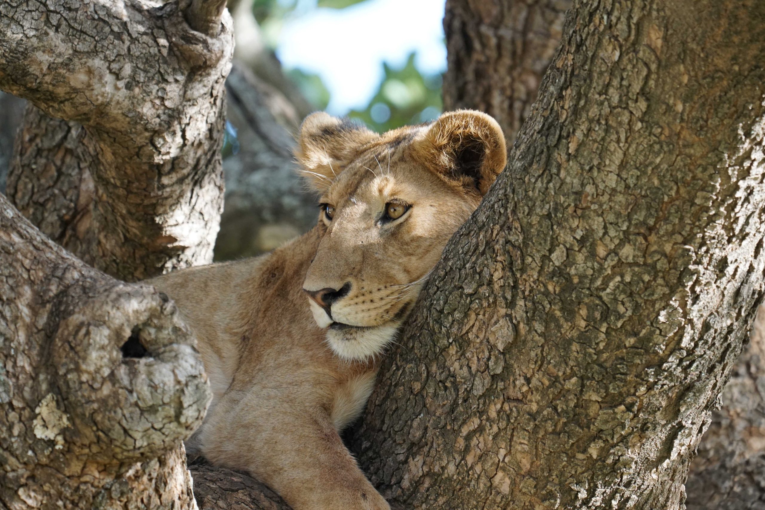 Conservancies in Kenya | WWF Climate Crowd