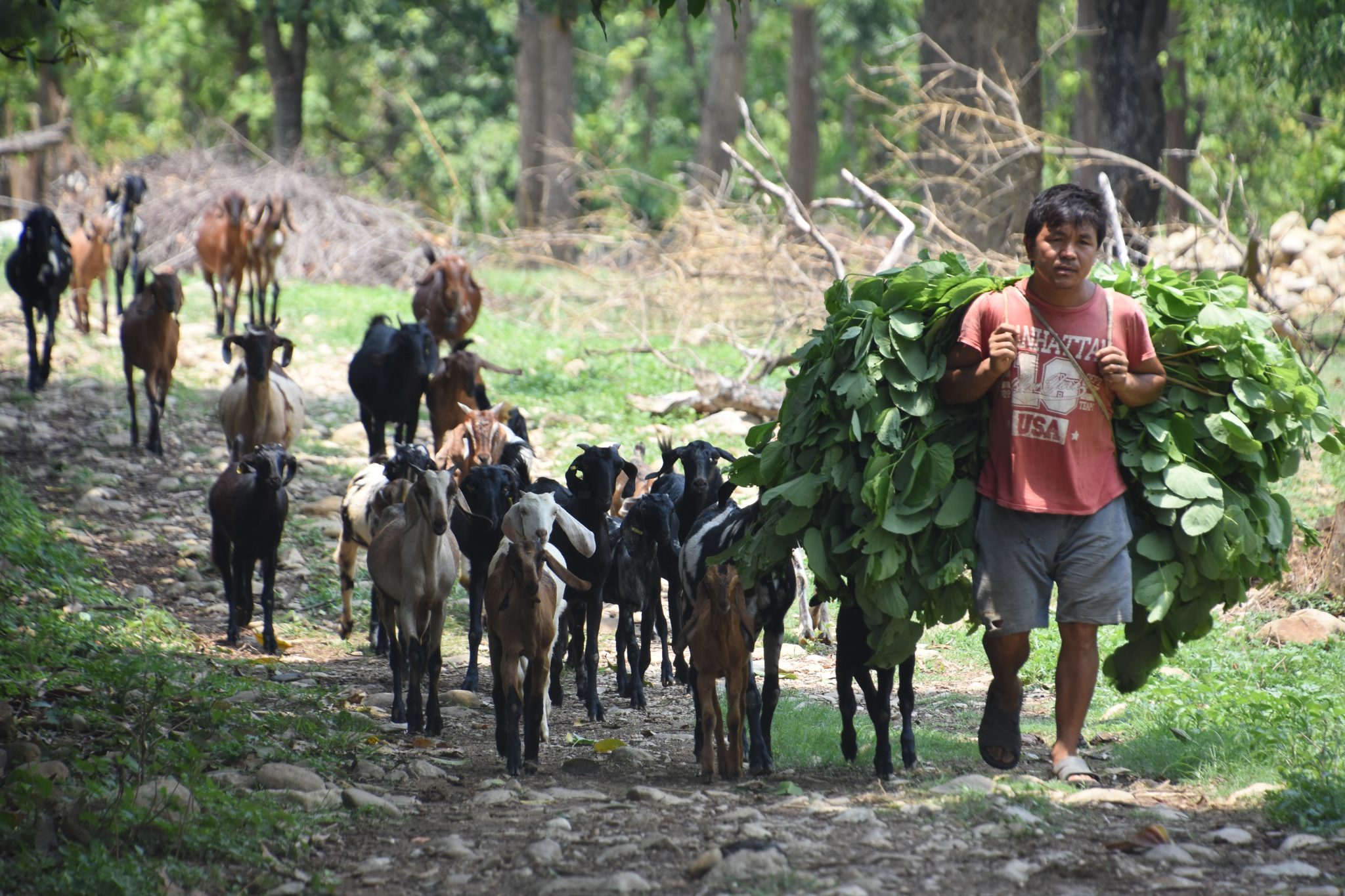 Publications | WWF Climate Crowd