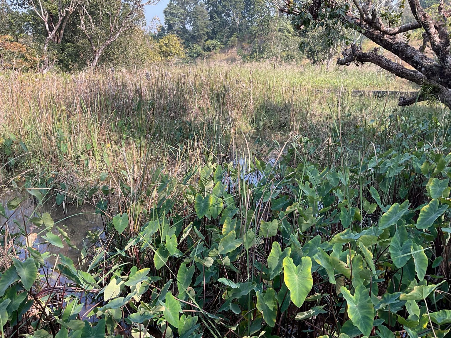 A multipurpose pond for water availability and nature-friendly ...